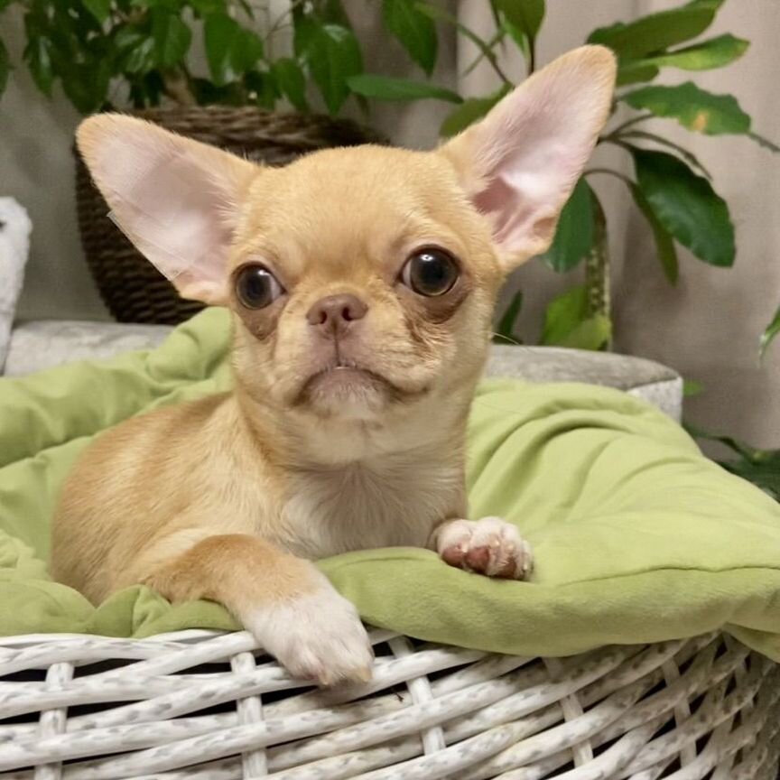 Щенки чихуахуа