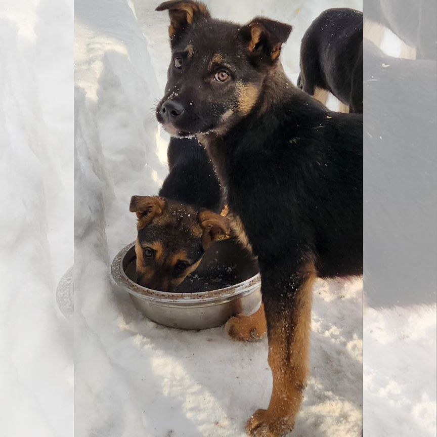 Щенок в добрые руки