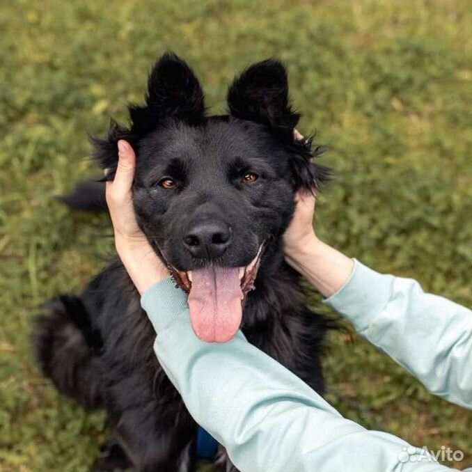 Метис хорватской овчарки ищет дом