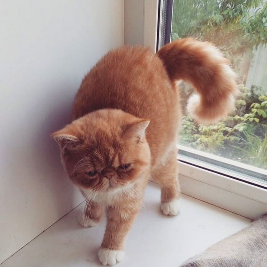 Экзотическая кошка