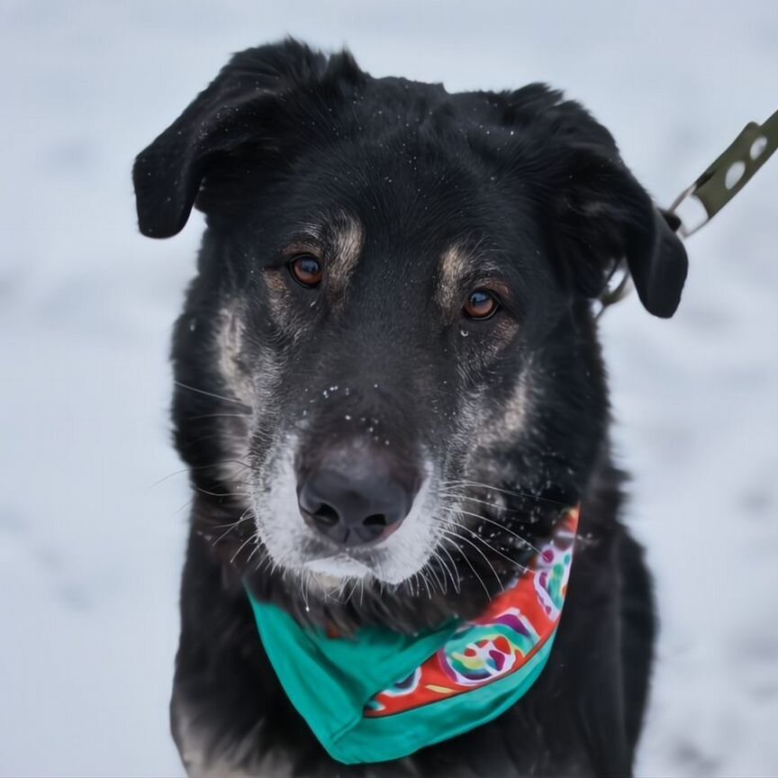 Взрослый пёс в добрые руки