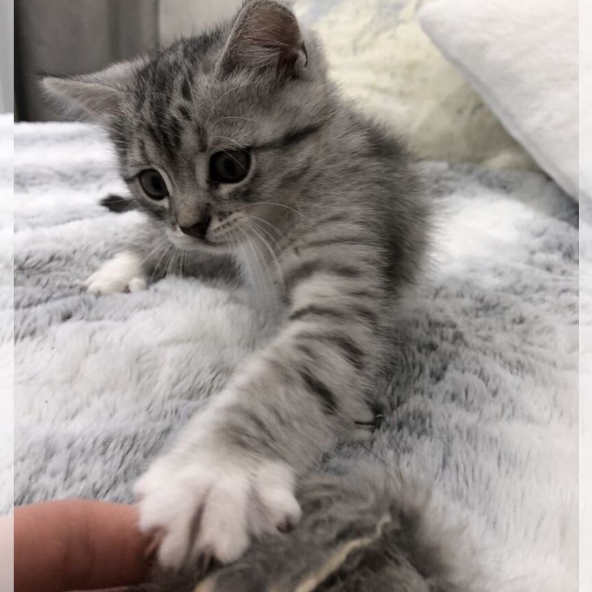 Британский короткошёрстный котёнок