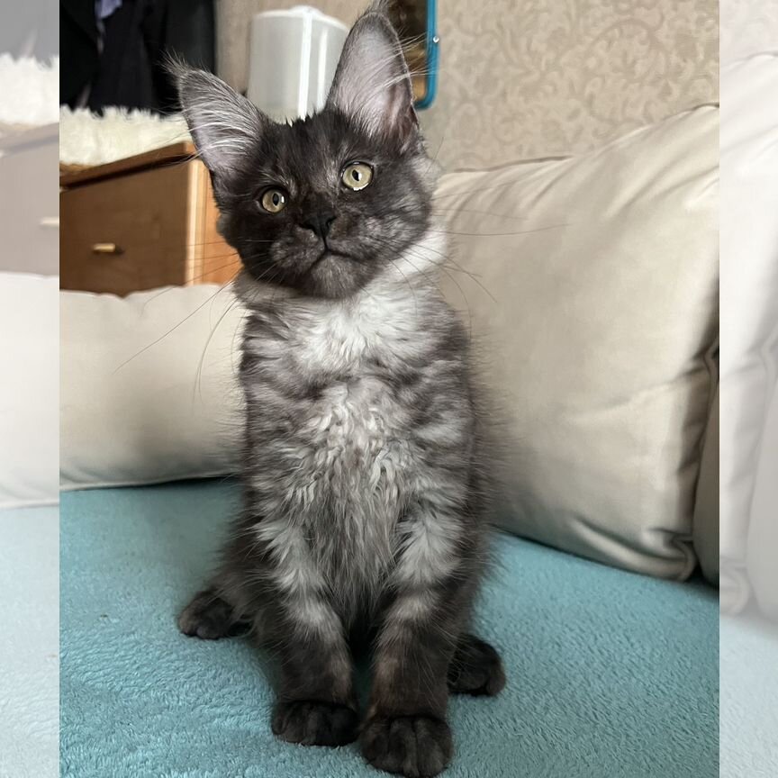 Мейн-кун котёнок