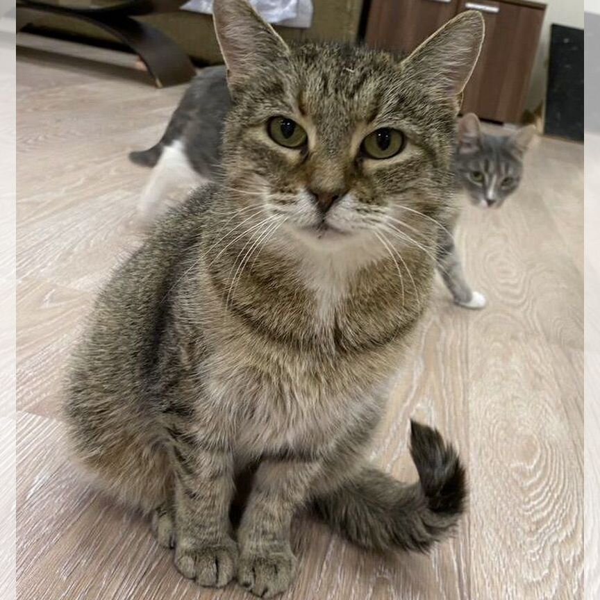 Кошки бесплатно