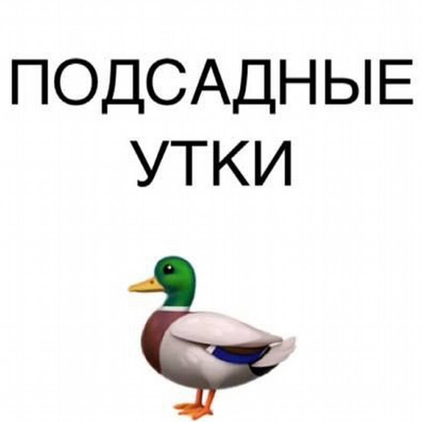 Подсадные утки