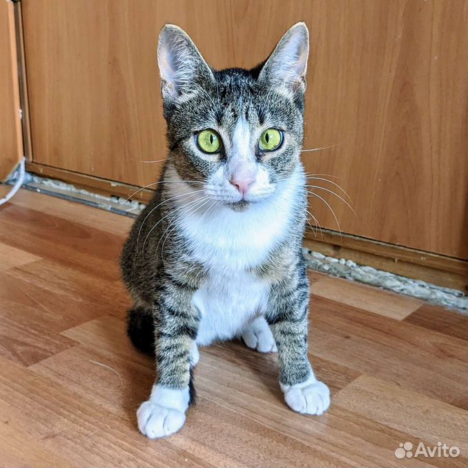 Кошечка с косыми глазками ищет дом второй кошкой