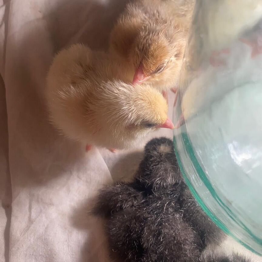 Продаю цыплят куриц