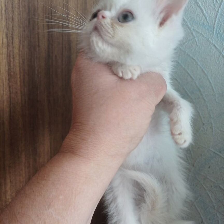 Обалденно милые И ласковые котята экзоты разного о
