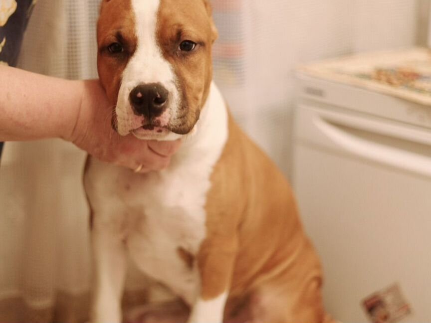 Щенки стаффорда с РКФ