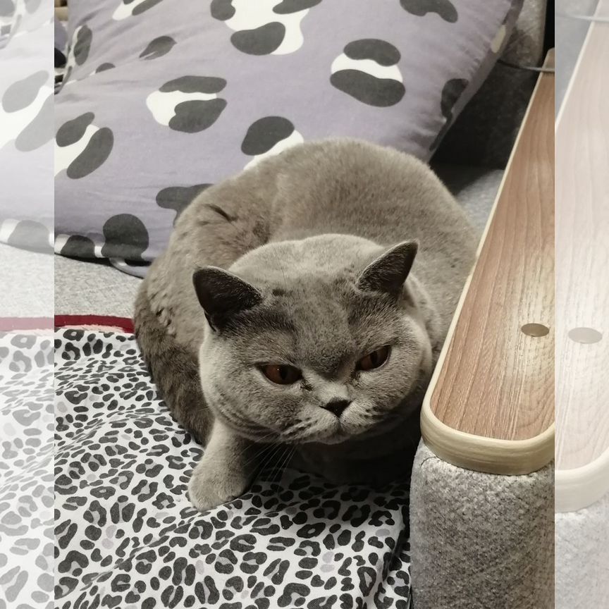 Британская короткошёрстная кошка, взрослая