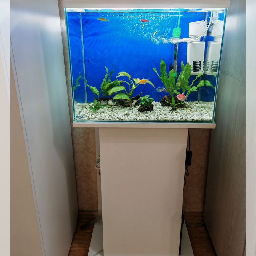 Аквариумные рыбки с тумбой