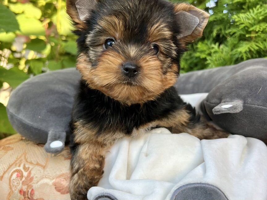 Йоркширский терьер щенки