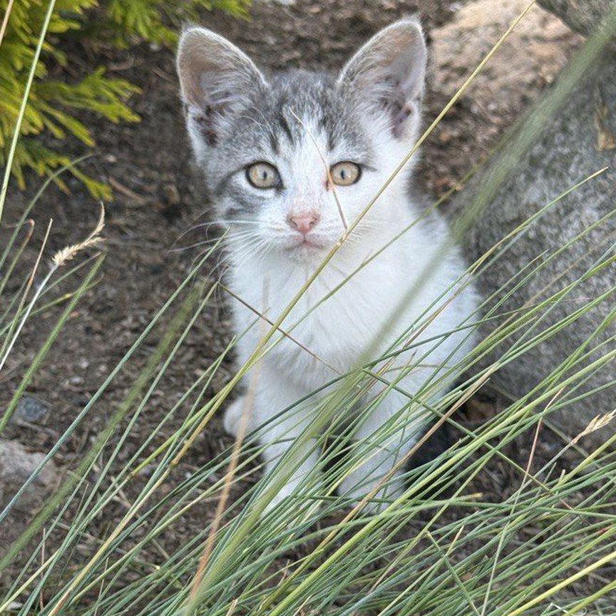 Котенок ищет любящего хозяина