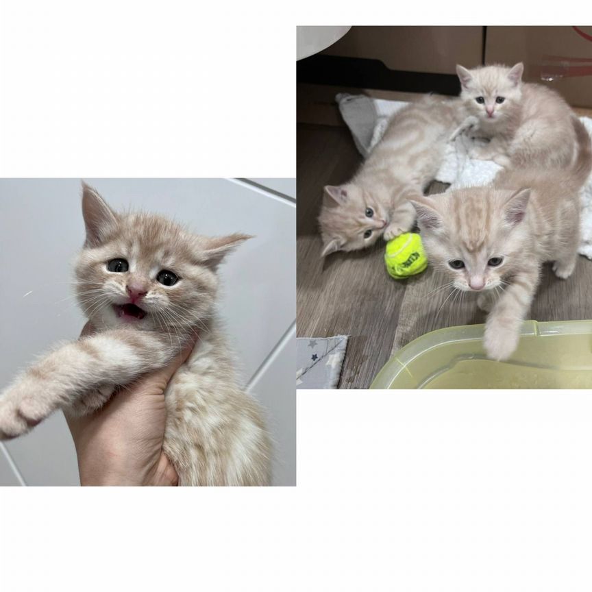 Шотландские котята от крупных родителей
