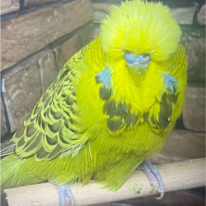 Ввп чех самец