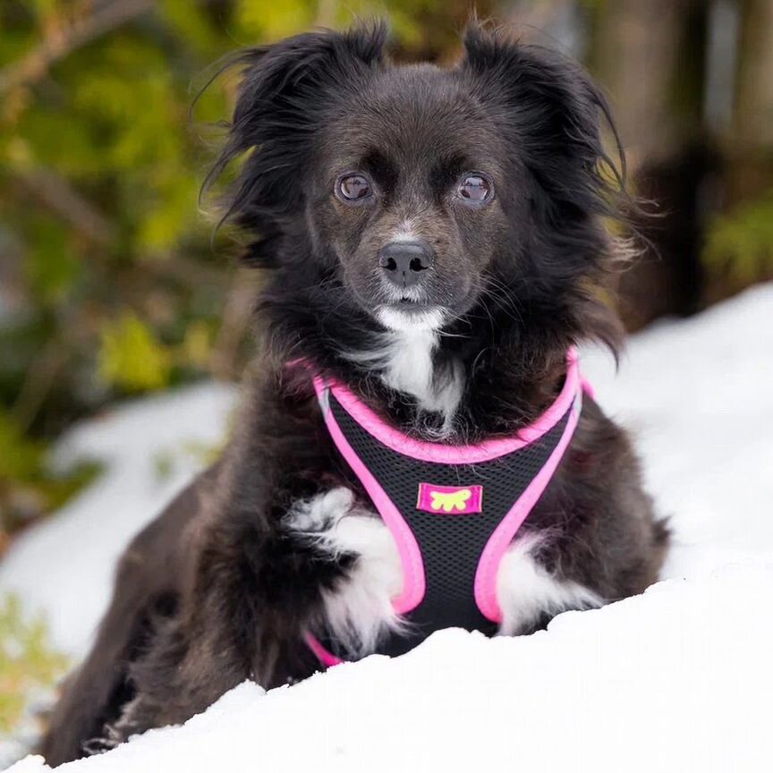 Взрослая собака из приюта