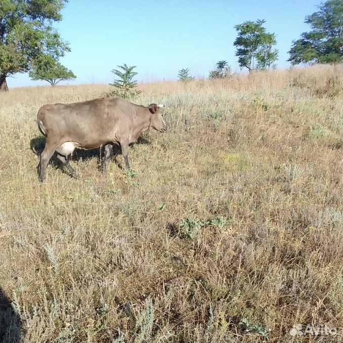 Коровы высокоудойные
