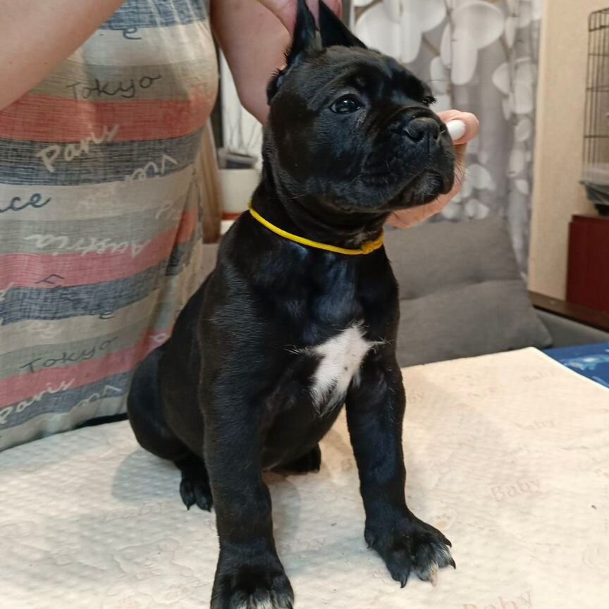 Кане-корсо, щенок