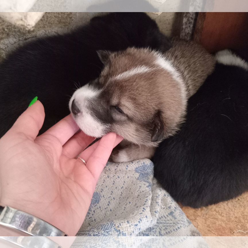 Щенок в добрые руки