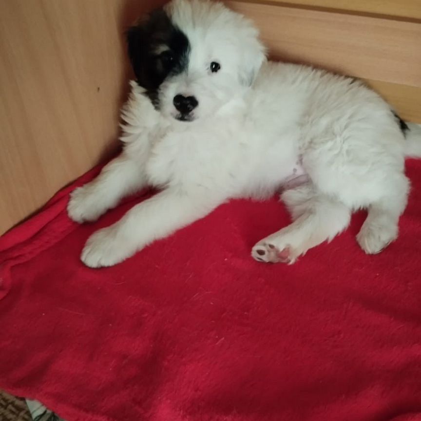 Щенки-мальчики в семью