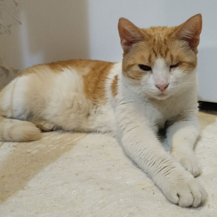 Ласковая кошечка