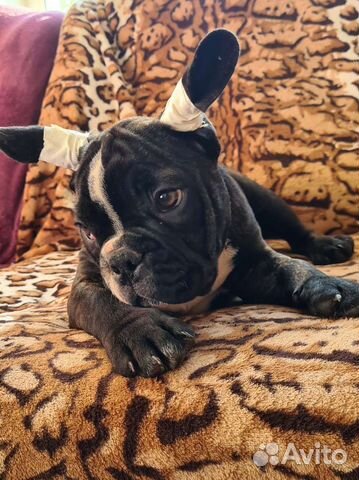 Французская поночка