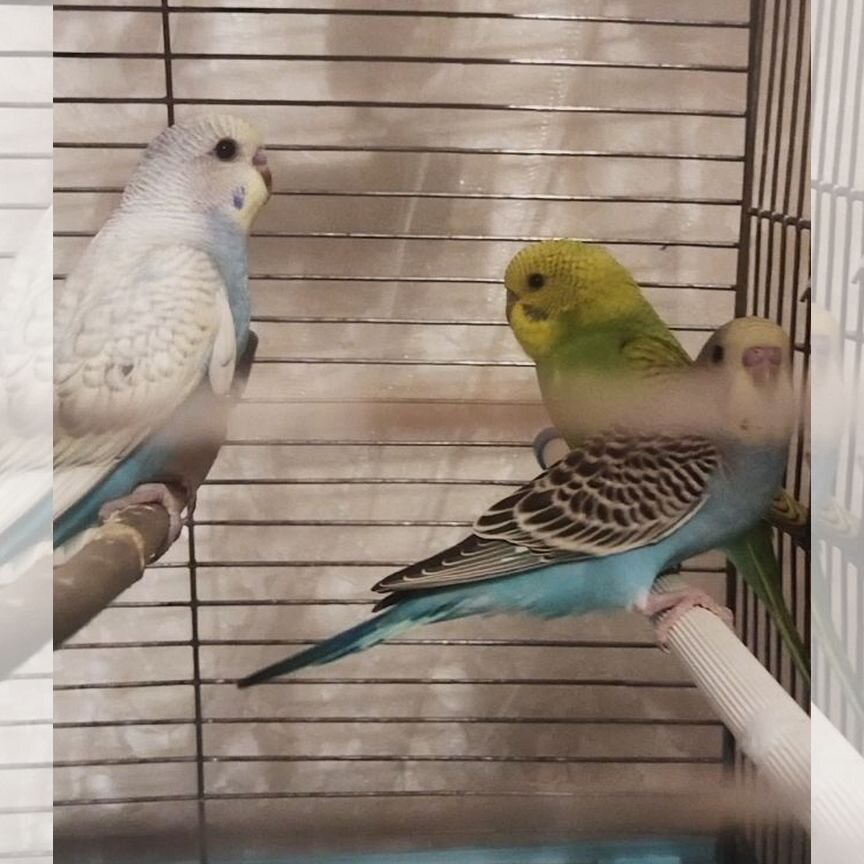 Птенцы волнистого попугая