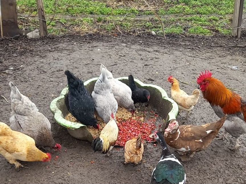 Породная птица