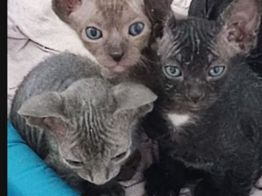 Котята сфинкс браш