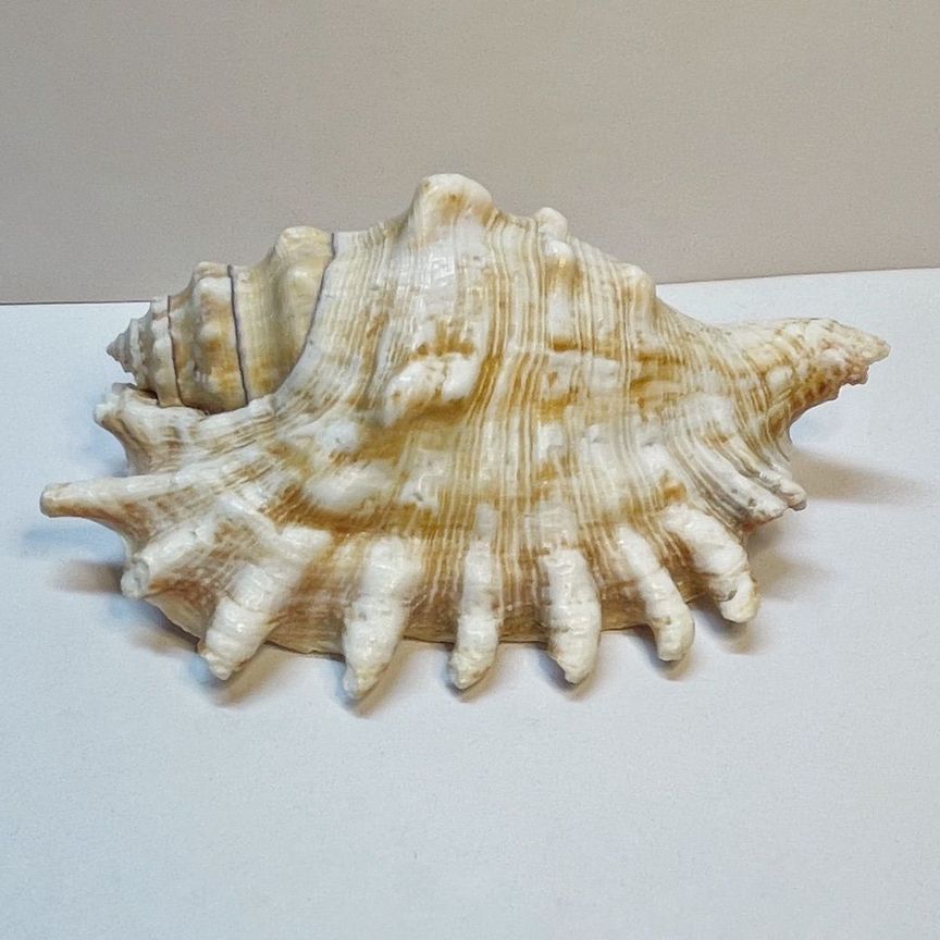 Морская ракушка fantasy Ламбис милипеда