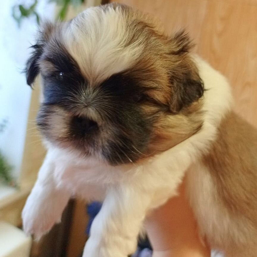 Щенки пекинеса