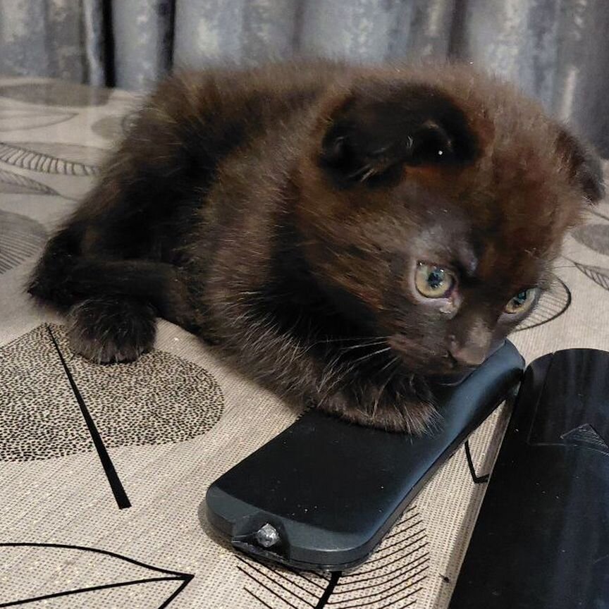 Шотландский вислоухий короткошёрстный котёнок
