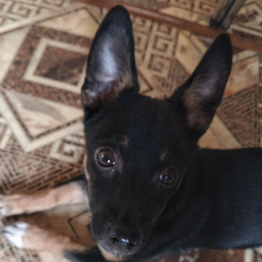 Русский той-терьер, щенок