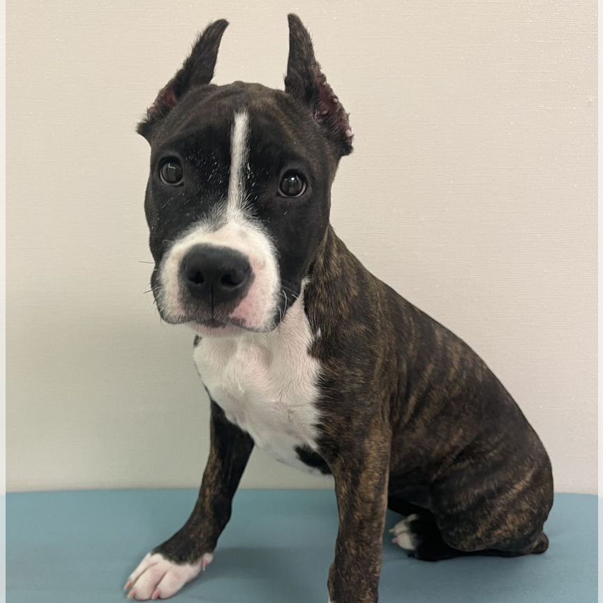 Американский стаффордширский терьер, щенок