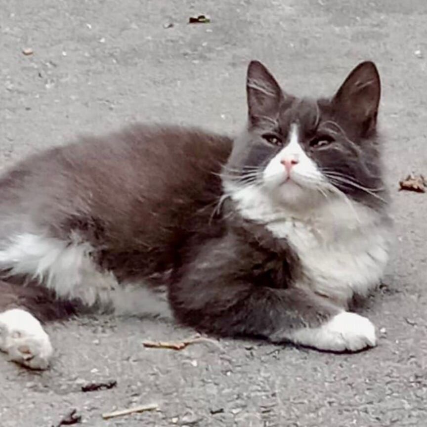 Котик в добрые руки шотландец