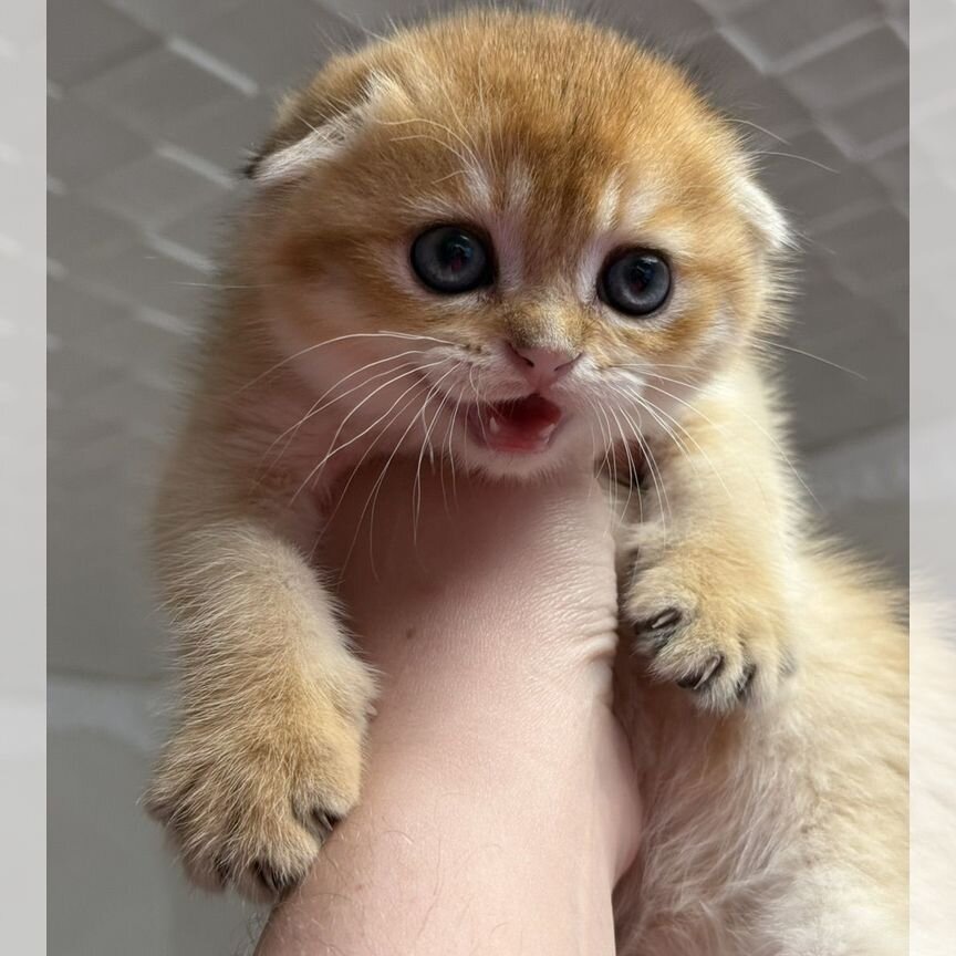 Шотландский вислоухий короткошёрстный котёнок