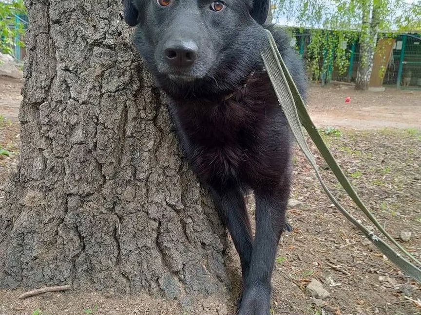 Лиз из приюта ищет дом