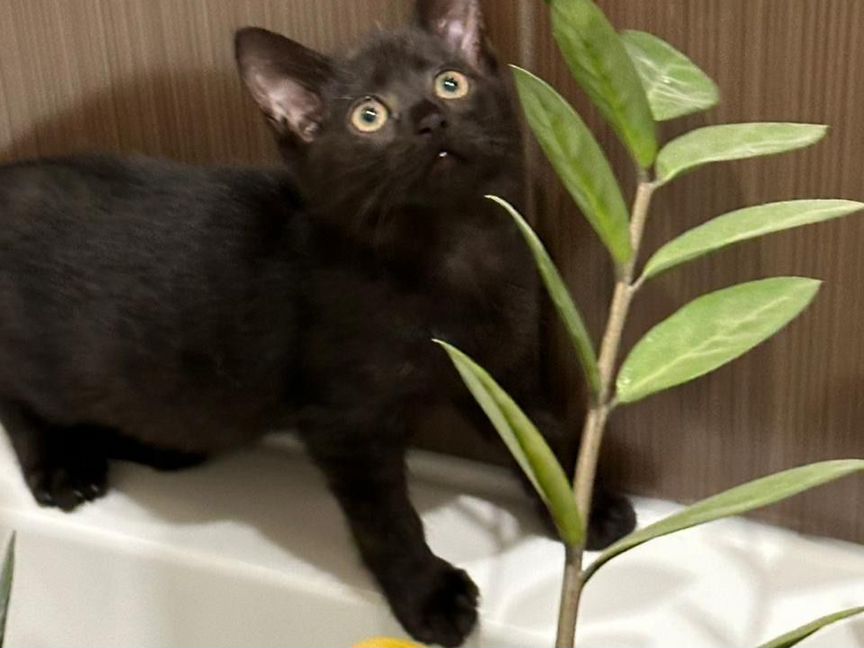 Котята