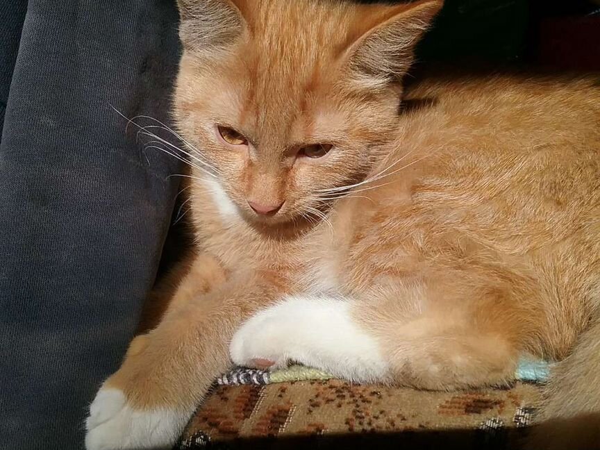 Кошка