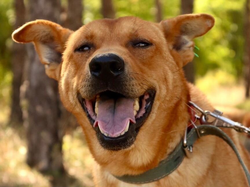 Лучший охранник Рэд в добрые руки