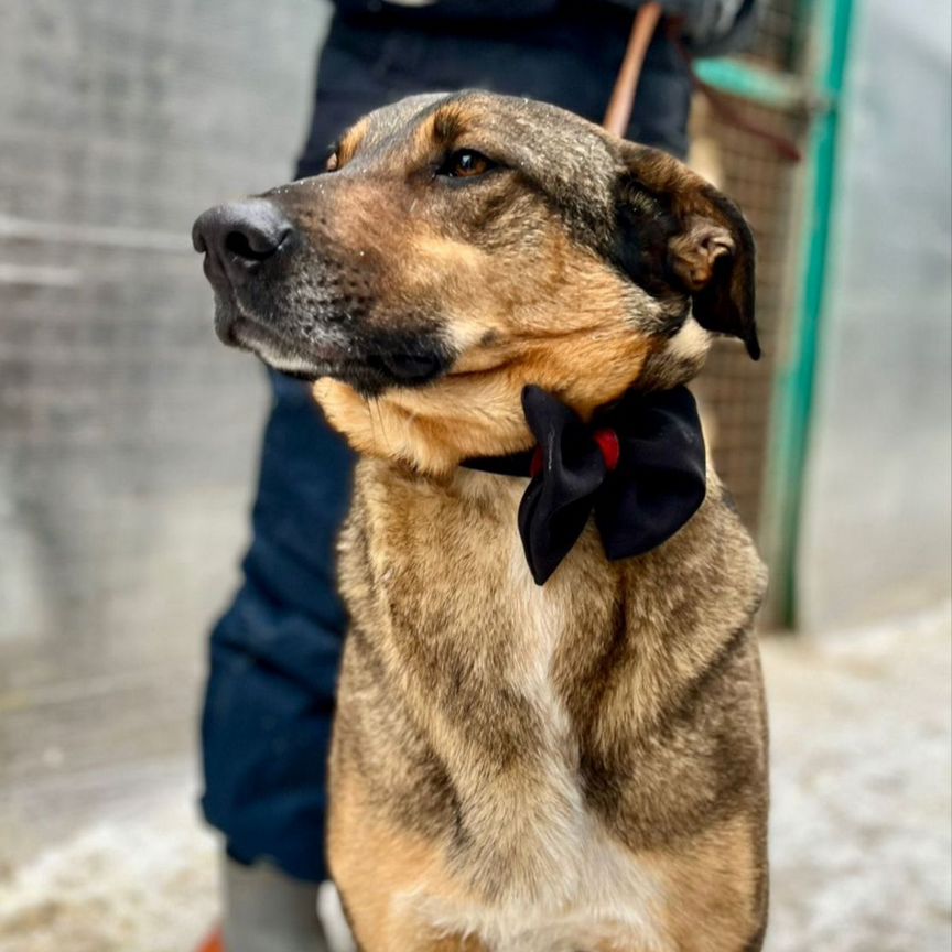 Пёс Август ищет дом