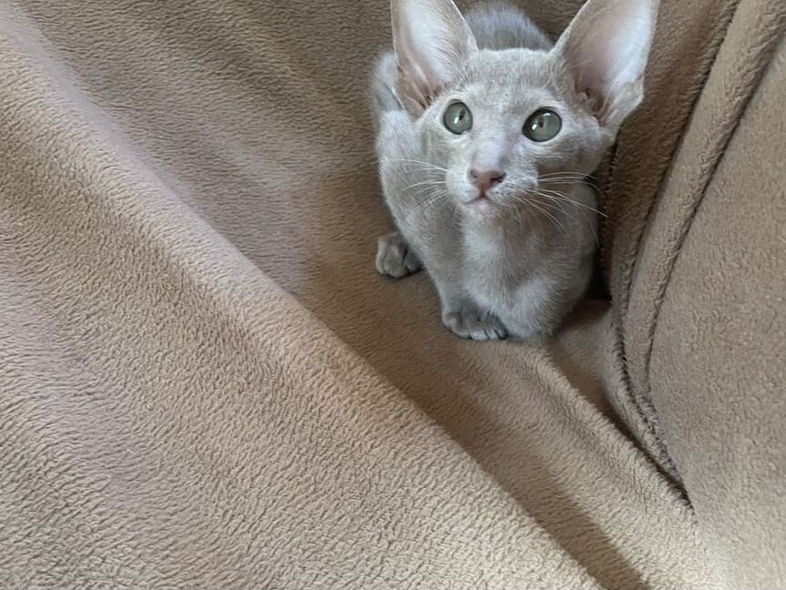 Ориентальный котенок