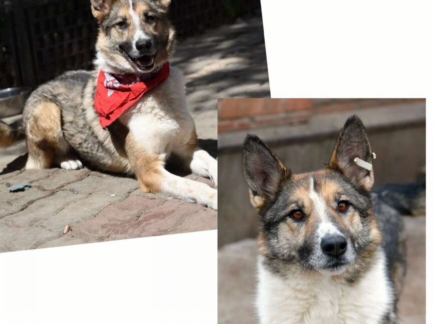 Лайка помесь ищет семью