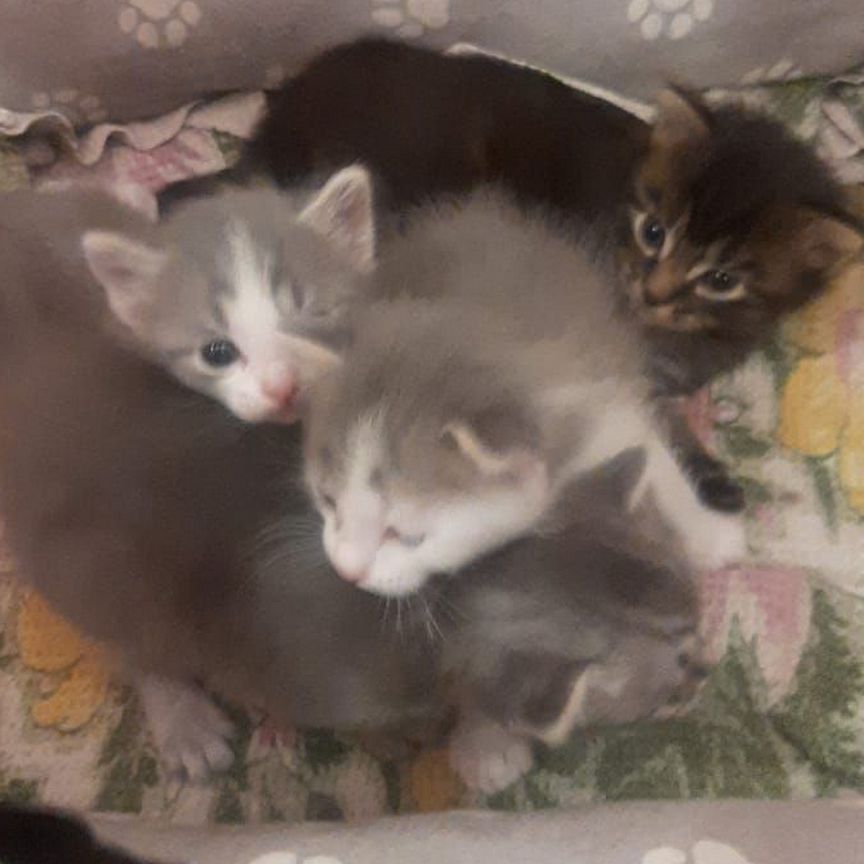 Котёнок в добрые руки