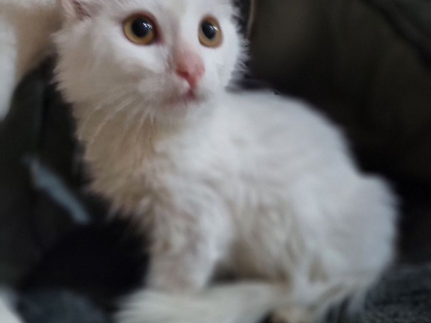 Белый пушистый котенок