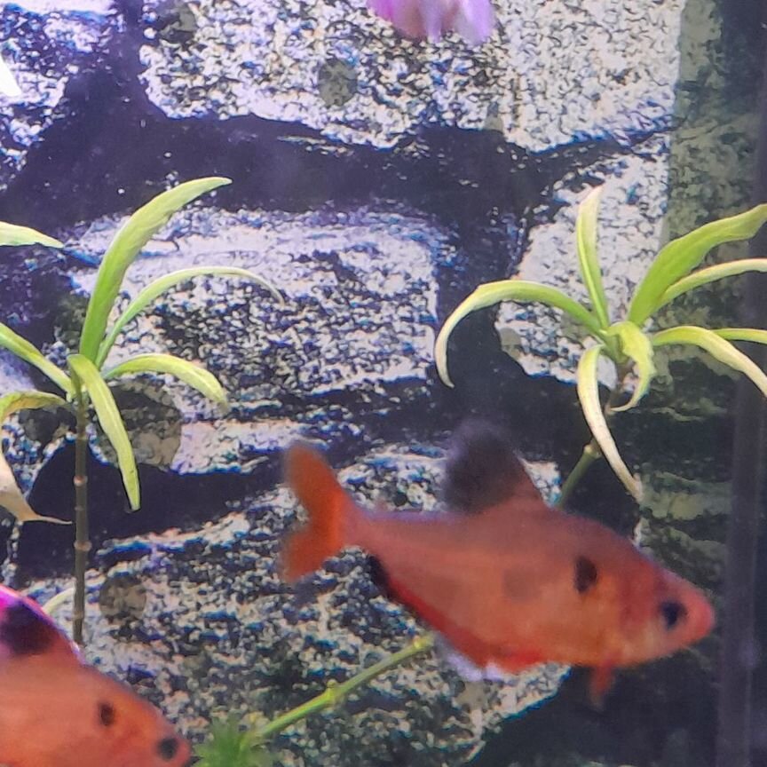 Аквариумные рыбки