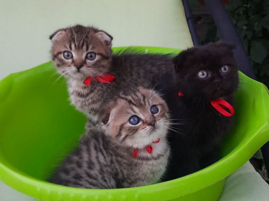Шотландская вислоухая кошка