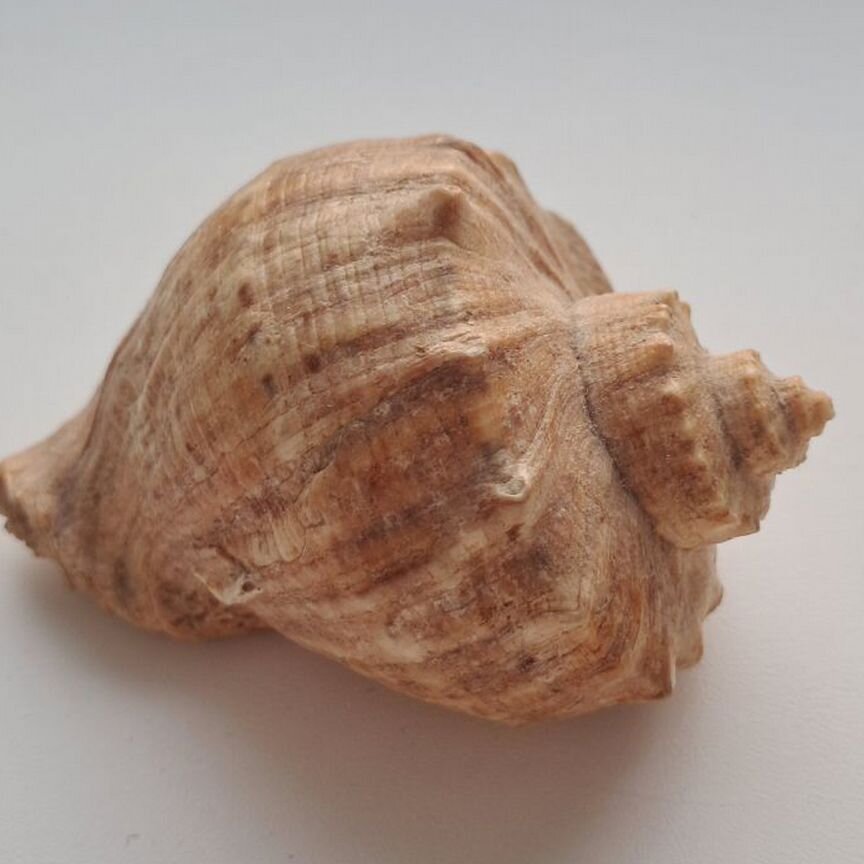 Ракушки морские