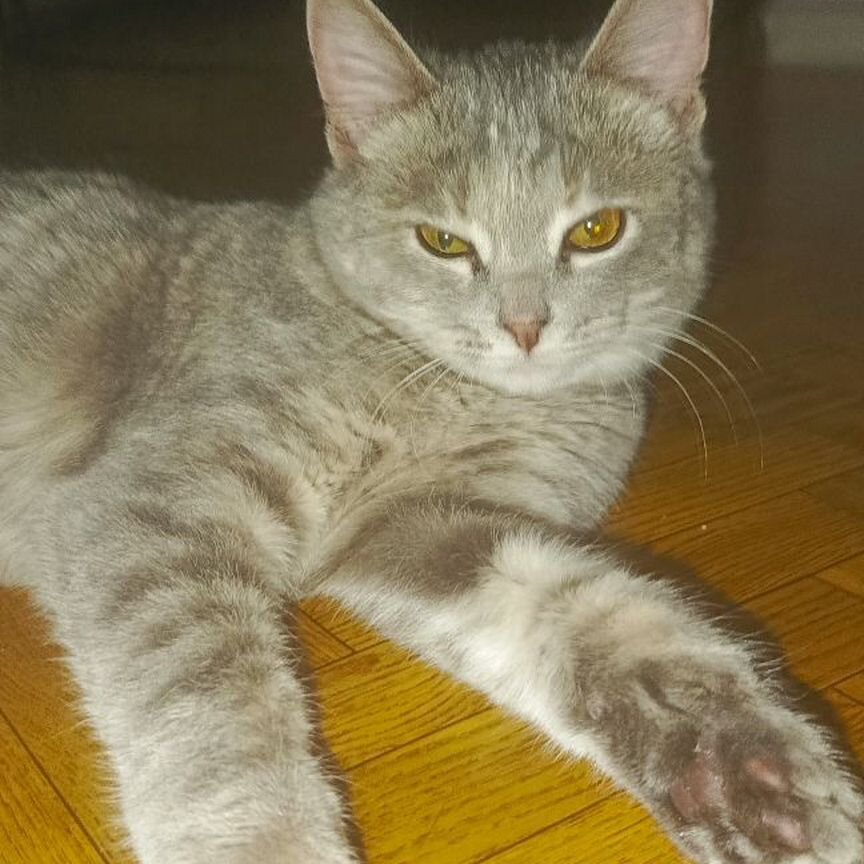 Котенок 4мес девочка