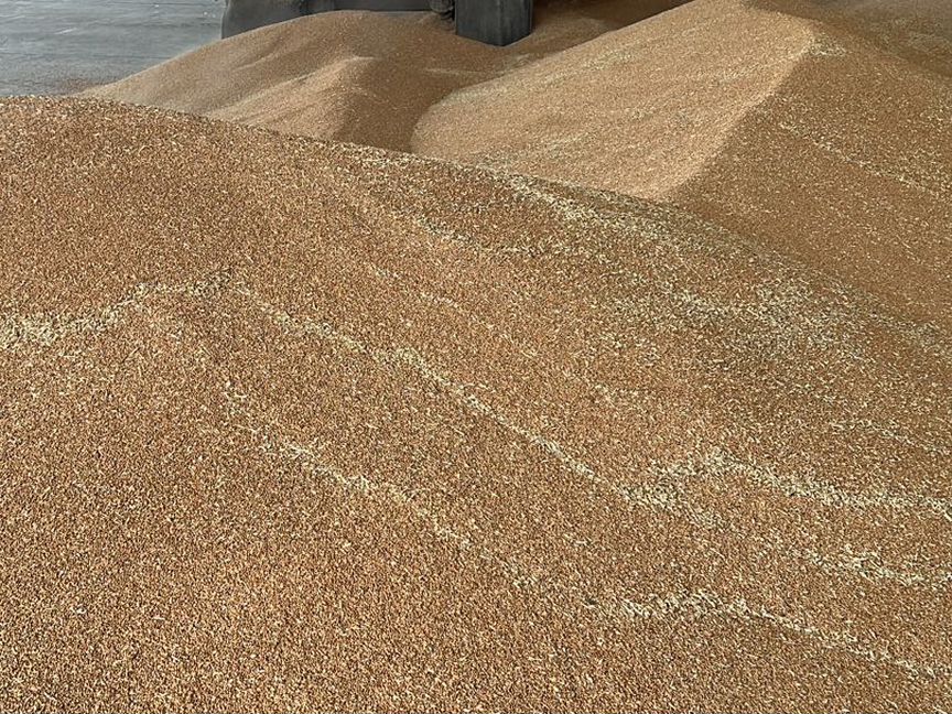 Пшеница фуражная